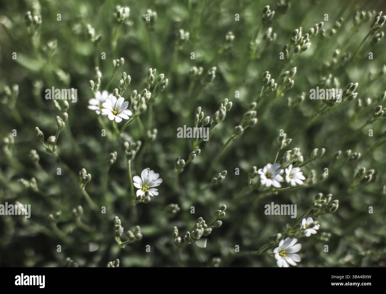 Shallow depth of field photo only blossoms in focus, small white ...