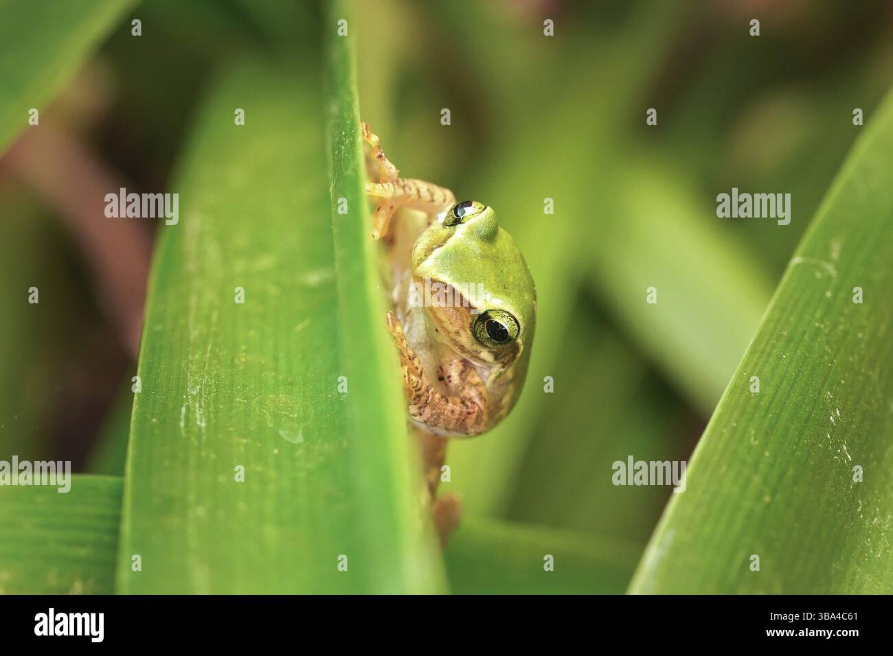 Small Madagascar green tree frog resting on green leaf, closeup detail ...