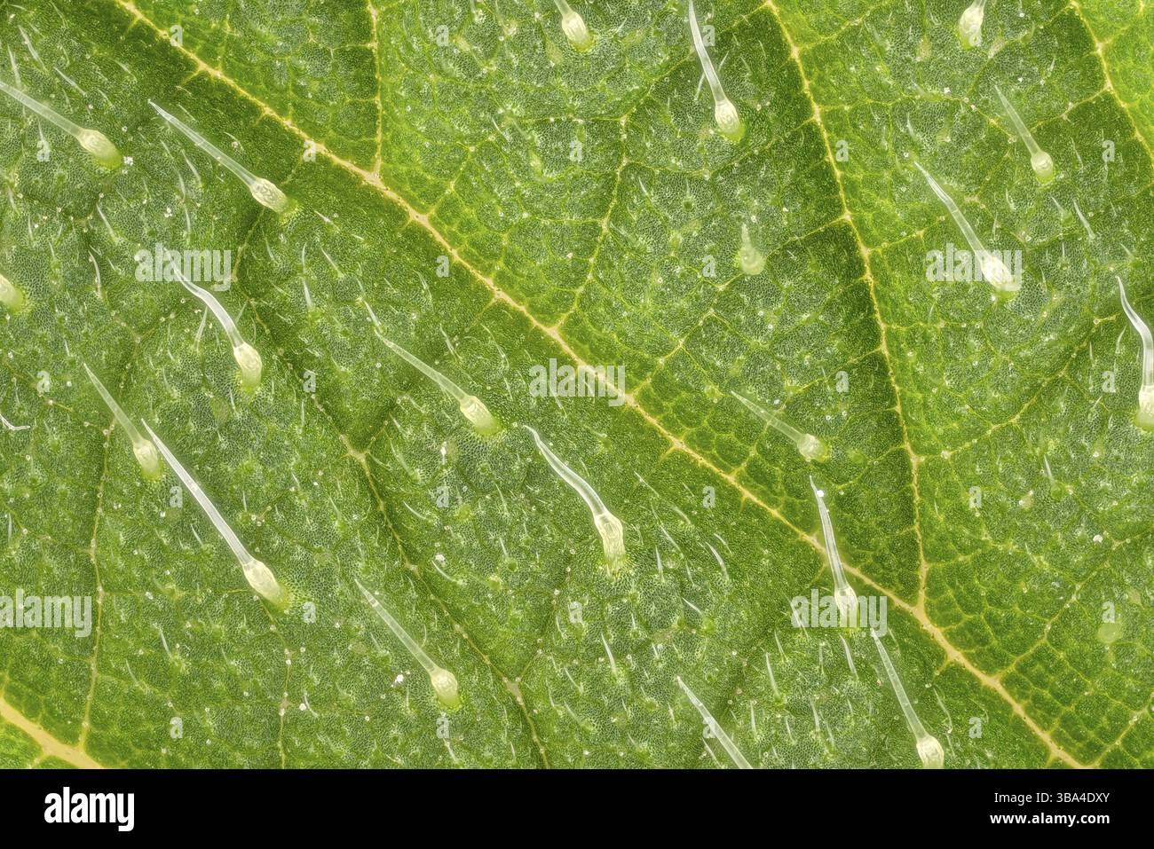 Stinging nettle - Urtica dioica - leaf, microscope detail, transparent ...