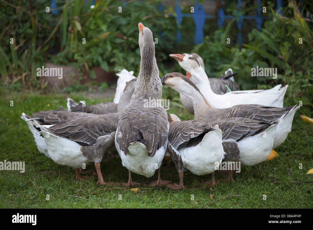 A group of domestic geese is drinking water in the yard. Country bird ...