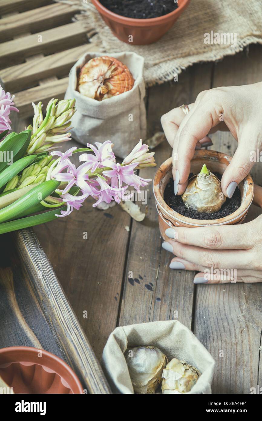 Gardening and planting concept. Woman hands planting hyacinth in ...