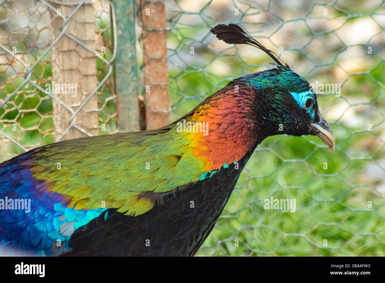 Glowing close-up of exotic Himalayan Monal pheasant’s colorful head ...