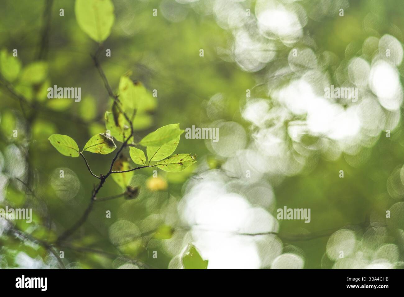 Leaves on a tree branch with nice blurred bokeh - shallow depth of ...