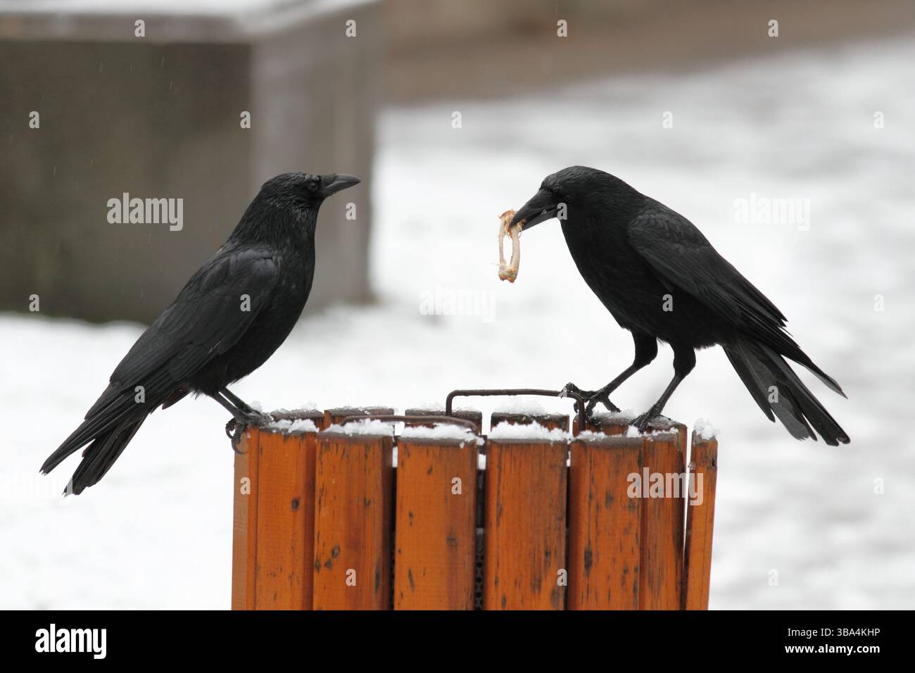 Crow and duck hi-res stock photography and images - Alamy