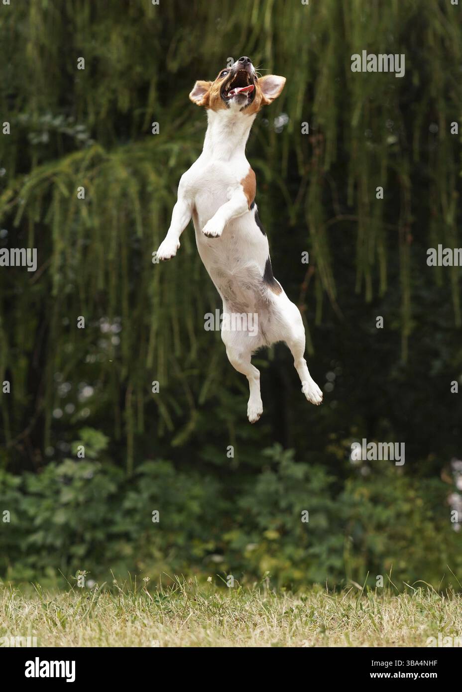 Small Jack Russell jump vertical high in air, tongue out, her ears ...