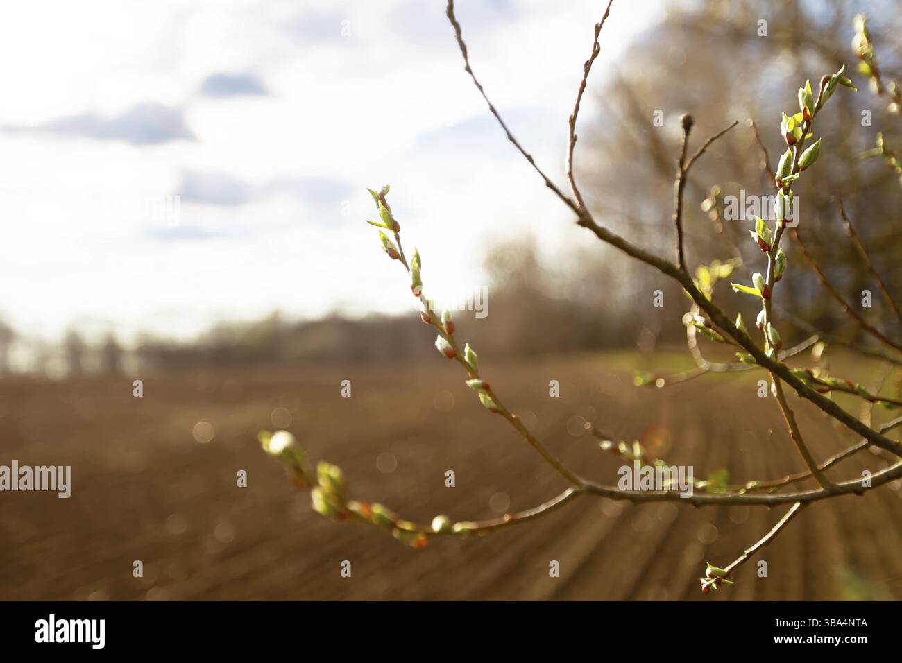 Tender branches of spring vines with swollen buds against the ...