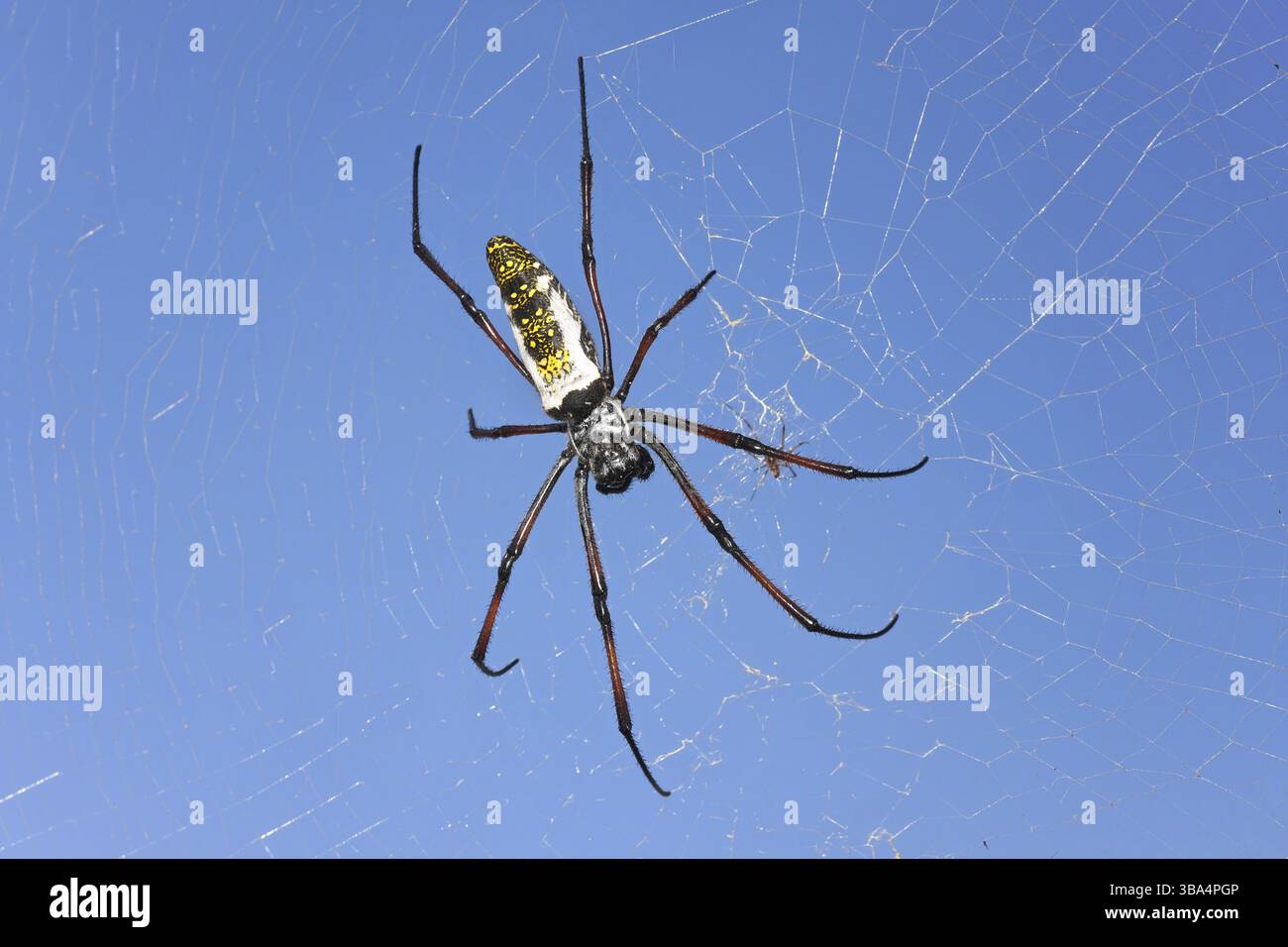 Red legged golden orb weaver spider female - Nephila inaurata madagascariensis, resting on her ...