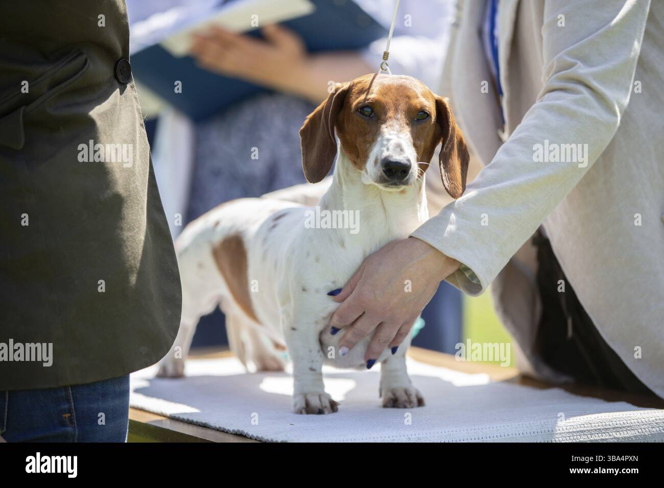 Dog show competitions hi-res stock photography and images - Alamy