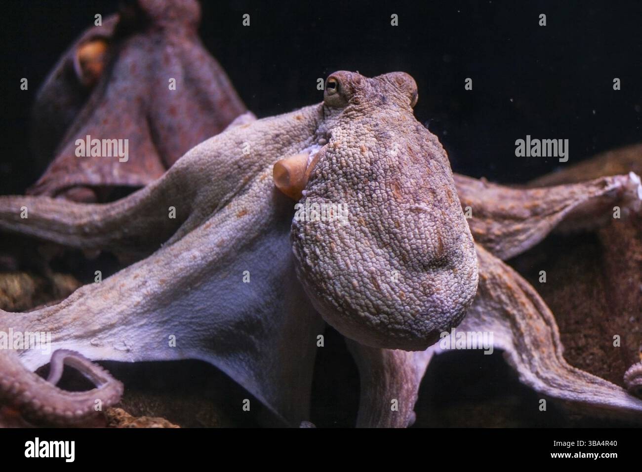 The common octopus (Octopus vulgaris Stock Photo - Alamy