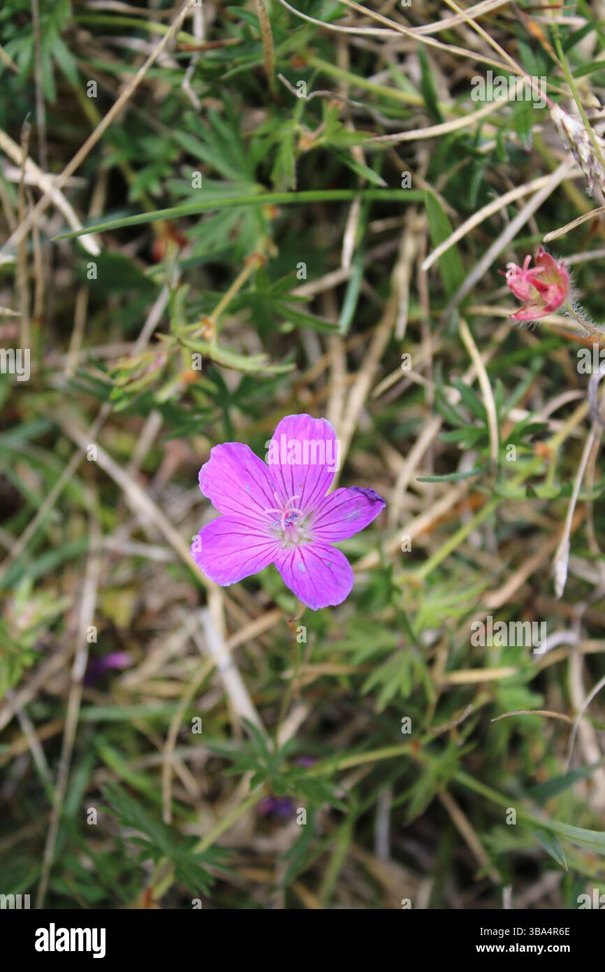 Bloody crane's-bill wildflower bloom at the Burren National Park in ...
