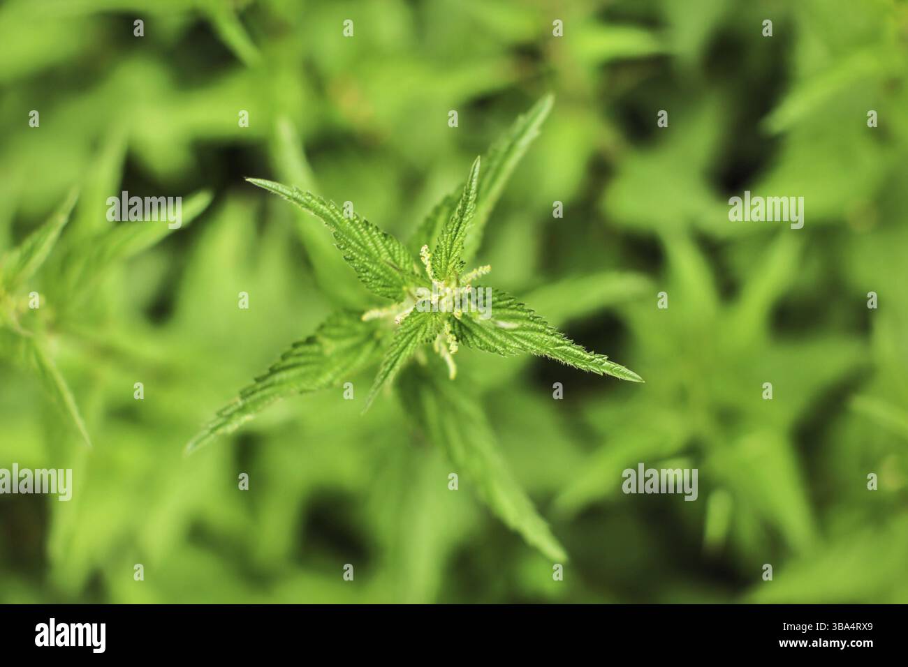 Shallow depth of field photo, only few flowers and leaves in focus, Young stinging nettle ...