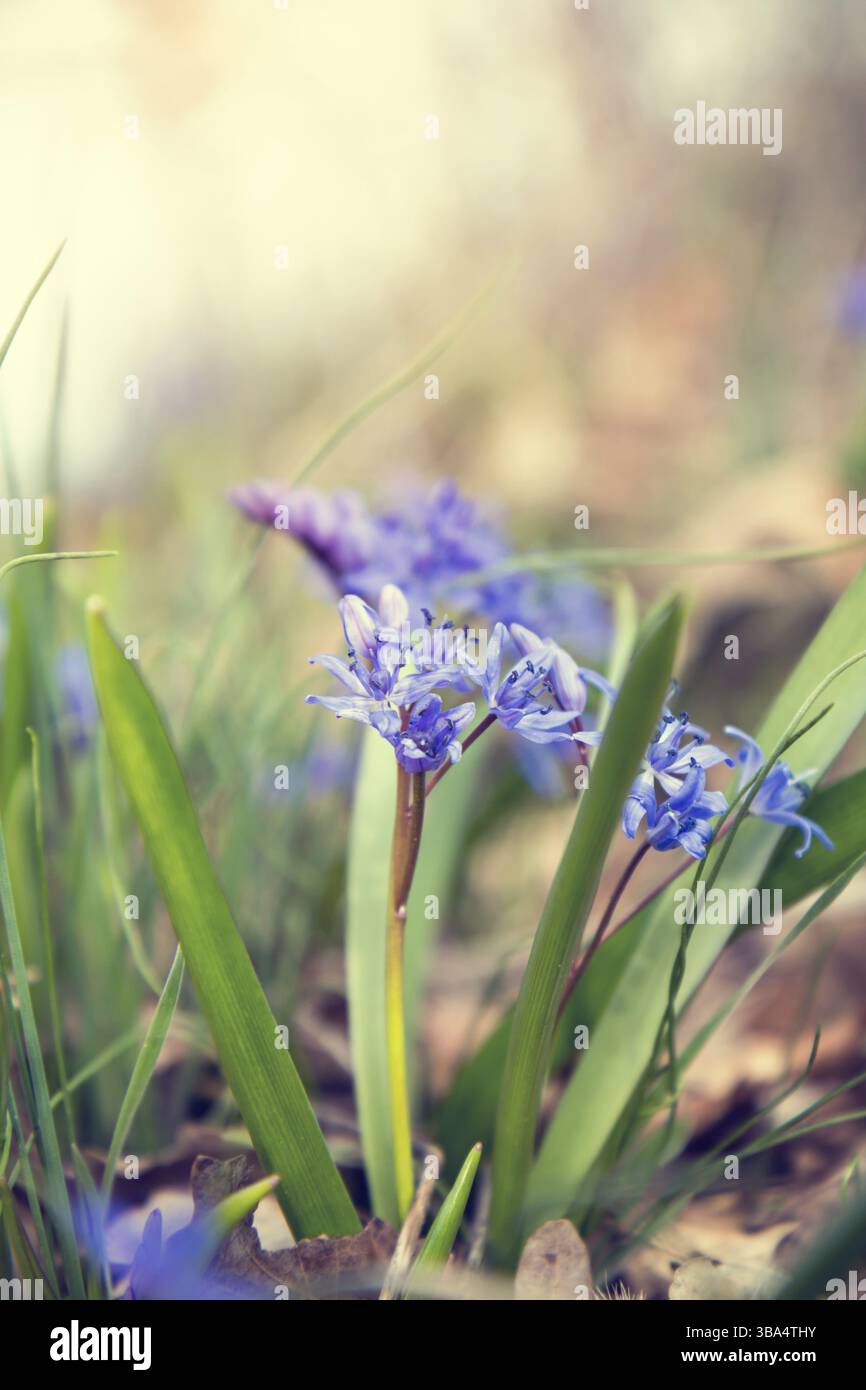 Beautiful spring flowers nature background. Wild growing blue snowdrop ...