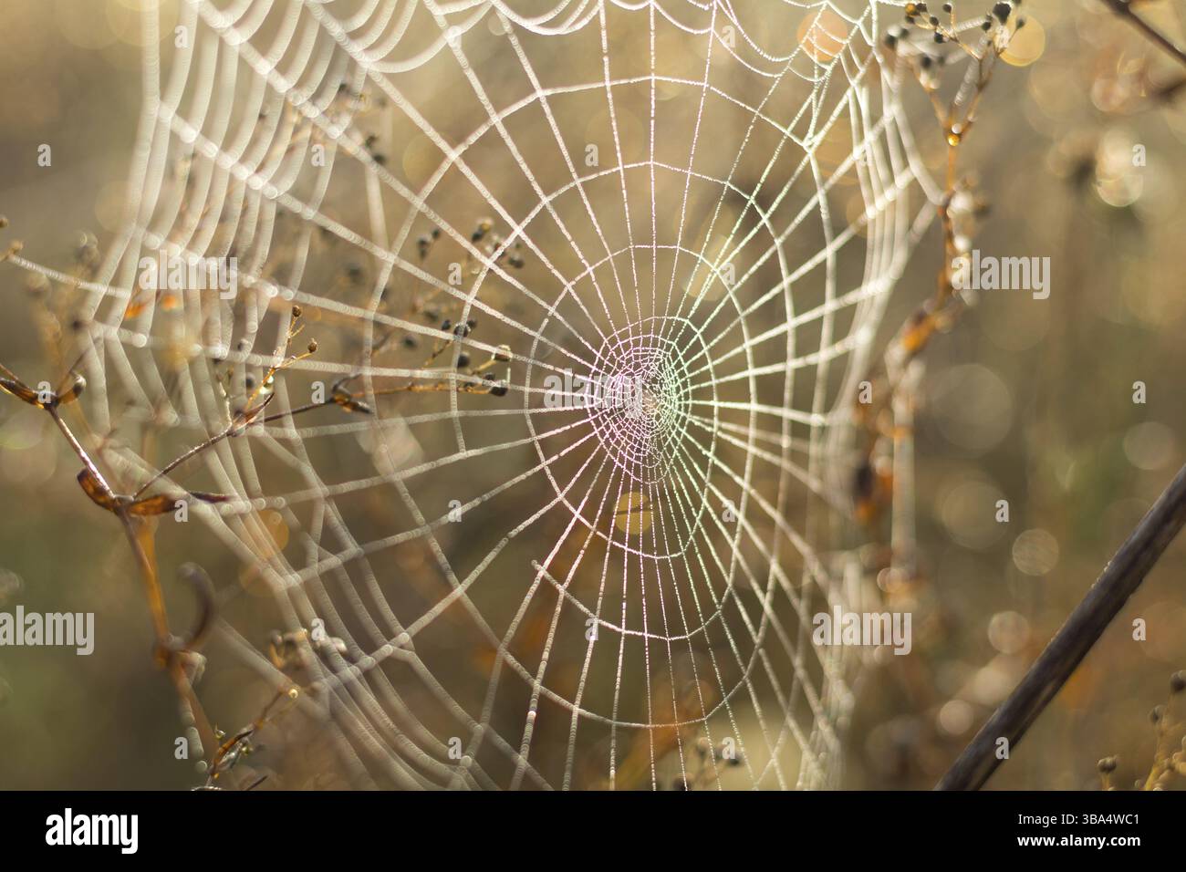 Close up view of the strings of a spiders web with bokeh. Gold spider ...