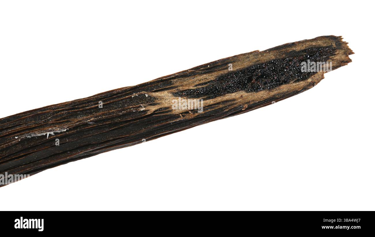 Visible left Cut Out Stock Images & Pictures - Alamy