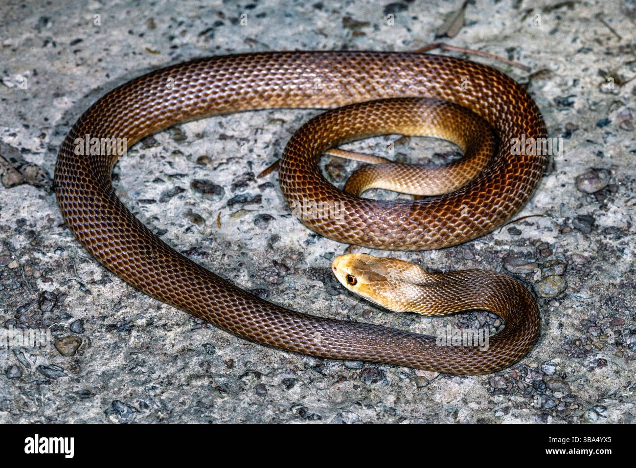 Taipan oxyuranus scutellatus northern hi-res stock photography and ...