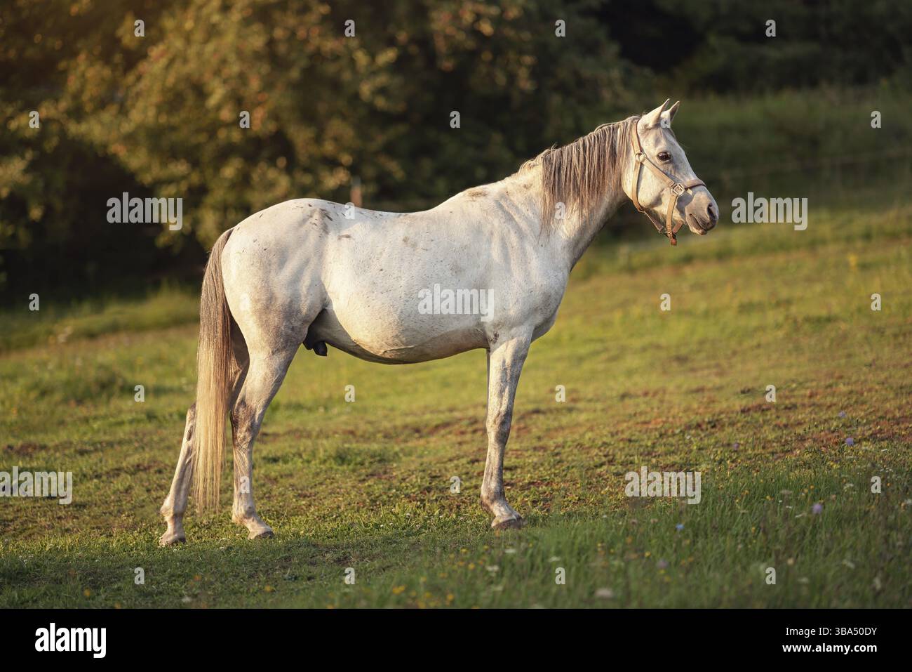 White Arabian horse standing on green field, view from side Stock Photo ...