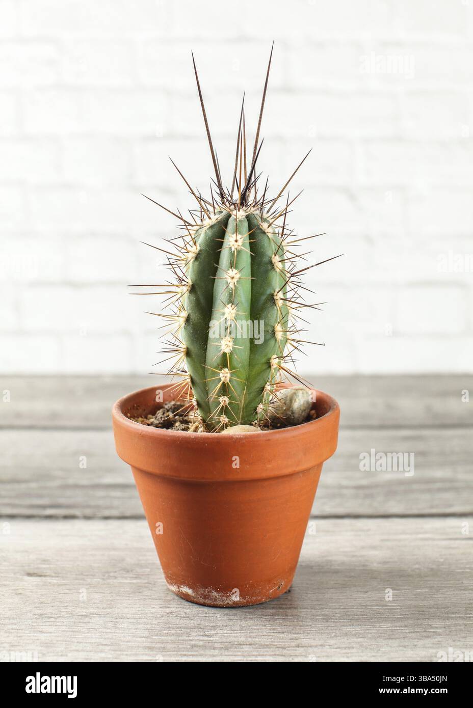 Small decorative tables hi-res stock photography and images - Alamy