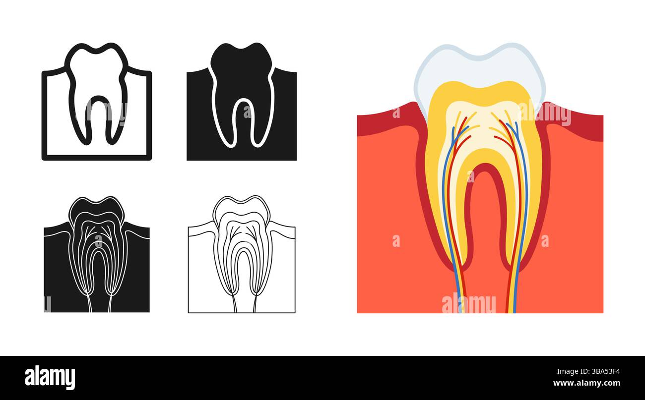 Internal structure of tooth in section symbol set. Human tooth ...