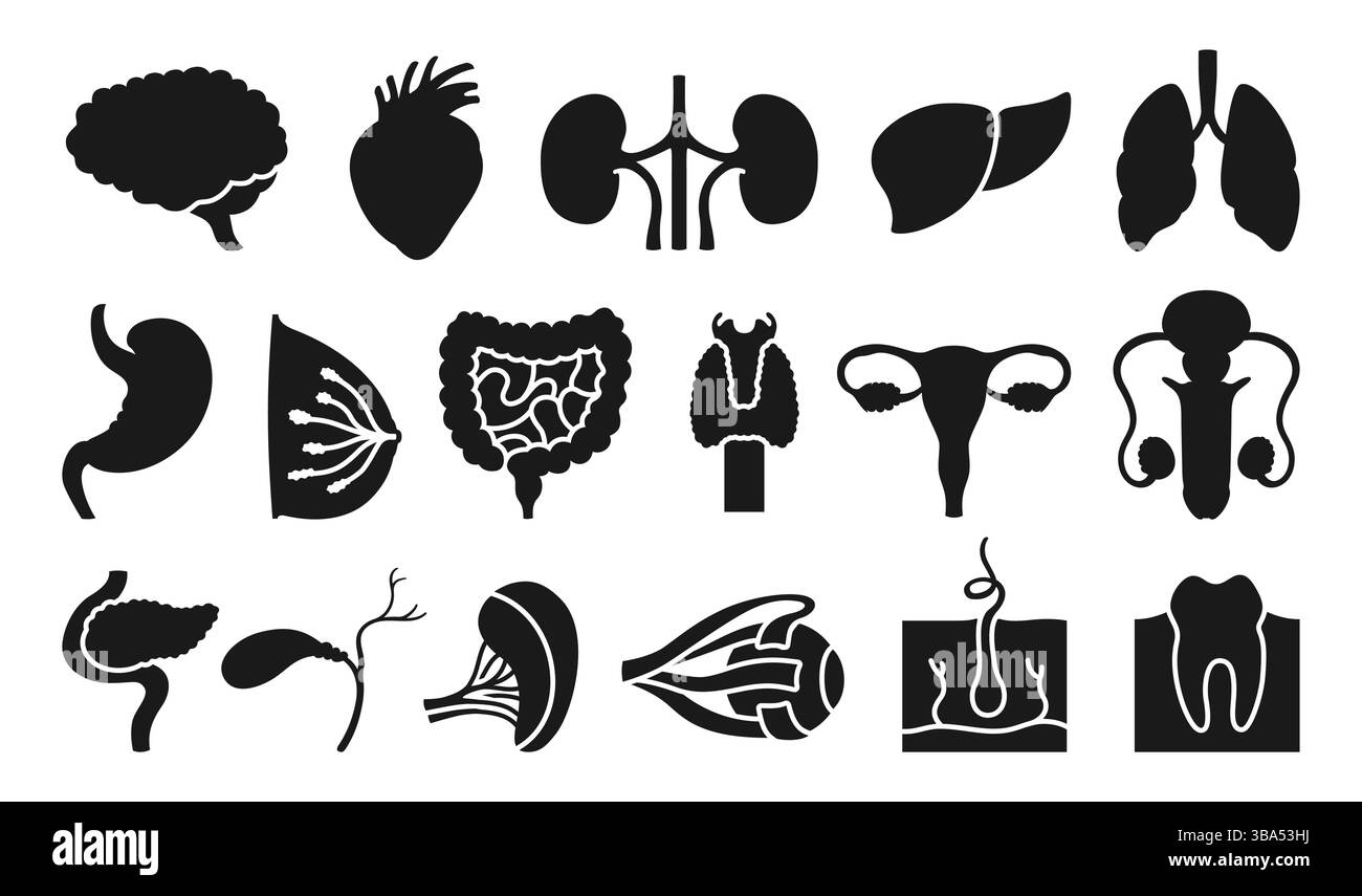Human organs sign set. Simple symbol lung, brain, heart, liver stomach ...
