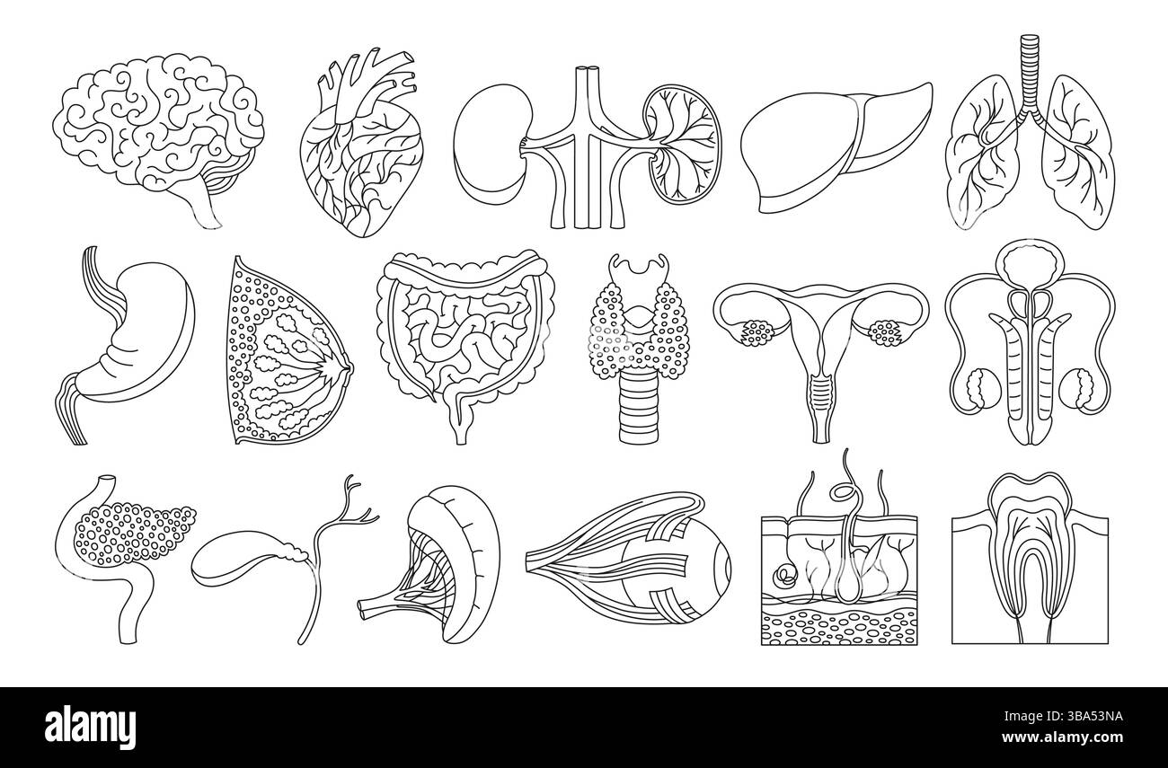 Human organs set. Cartoon outline lung, brain, heart, liver stomach ...