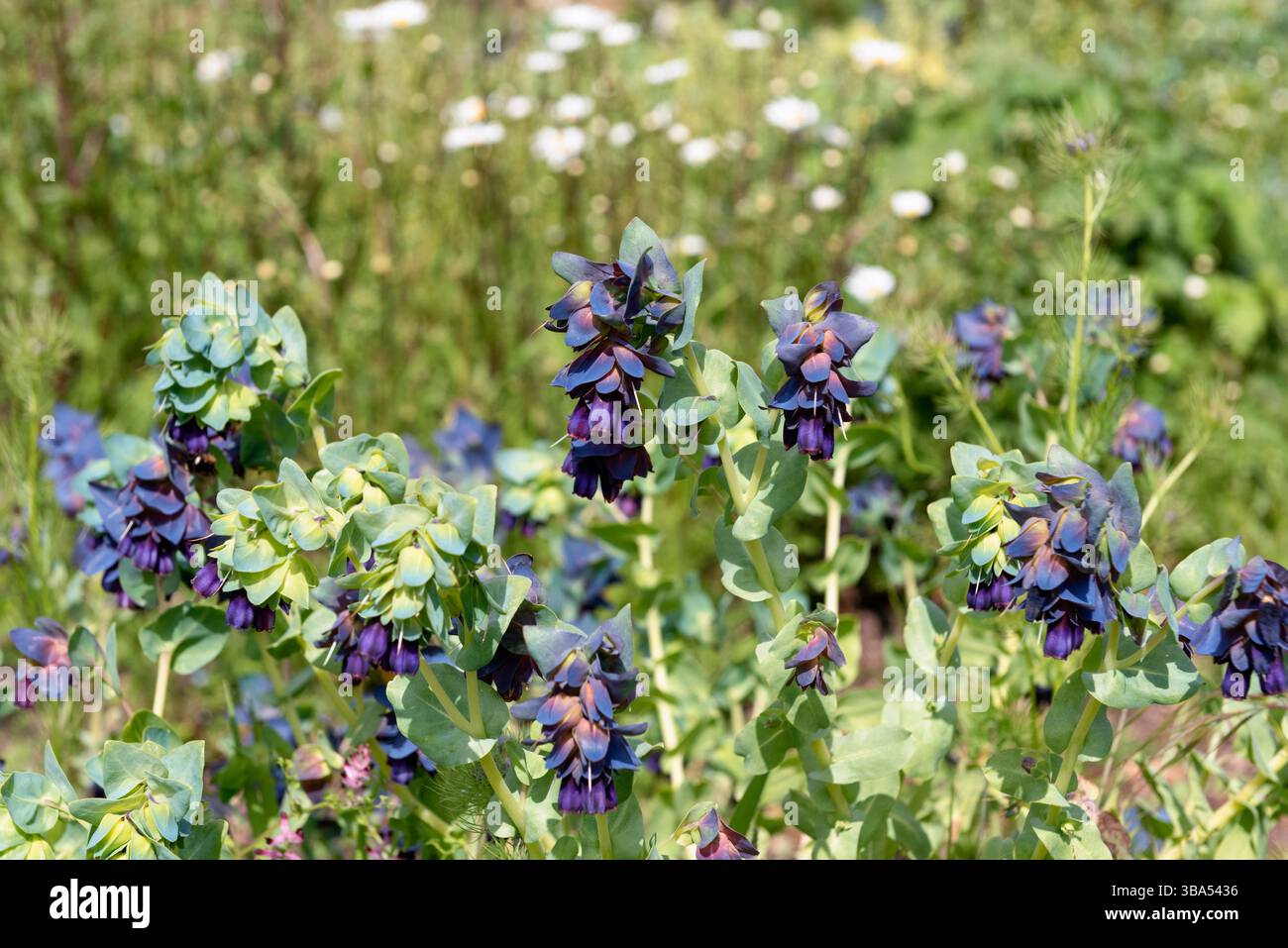 Shrimp flower hi-res stock photography and images - Alamy