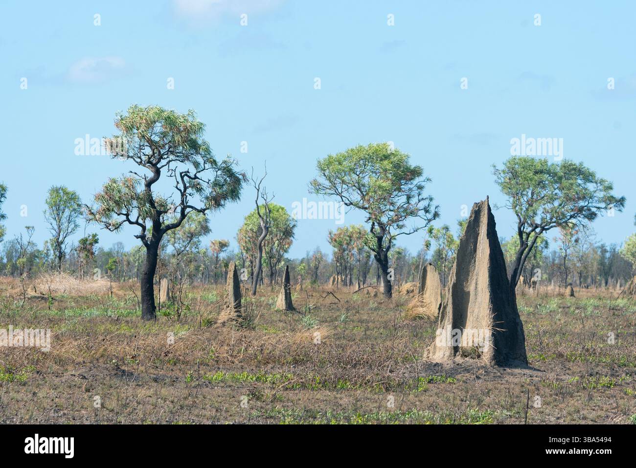 Giant termite mounds in Nifold Plains, Lakefield National Park ...