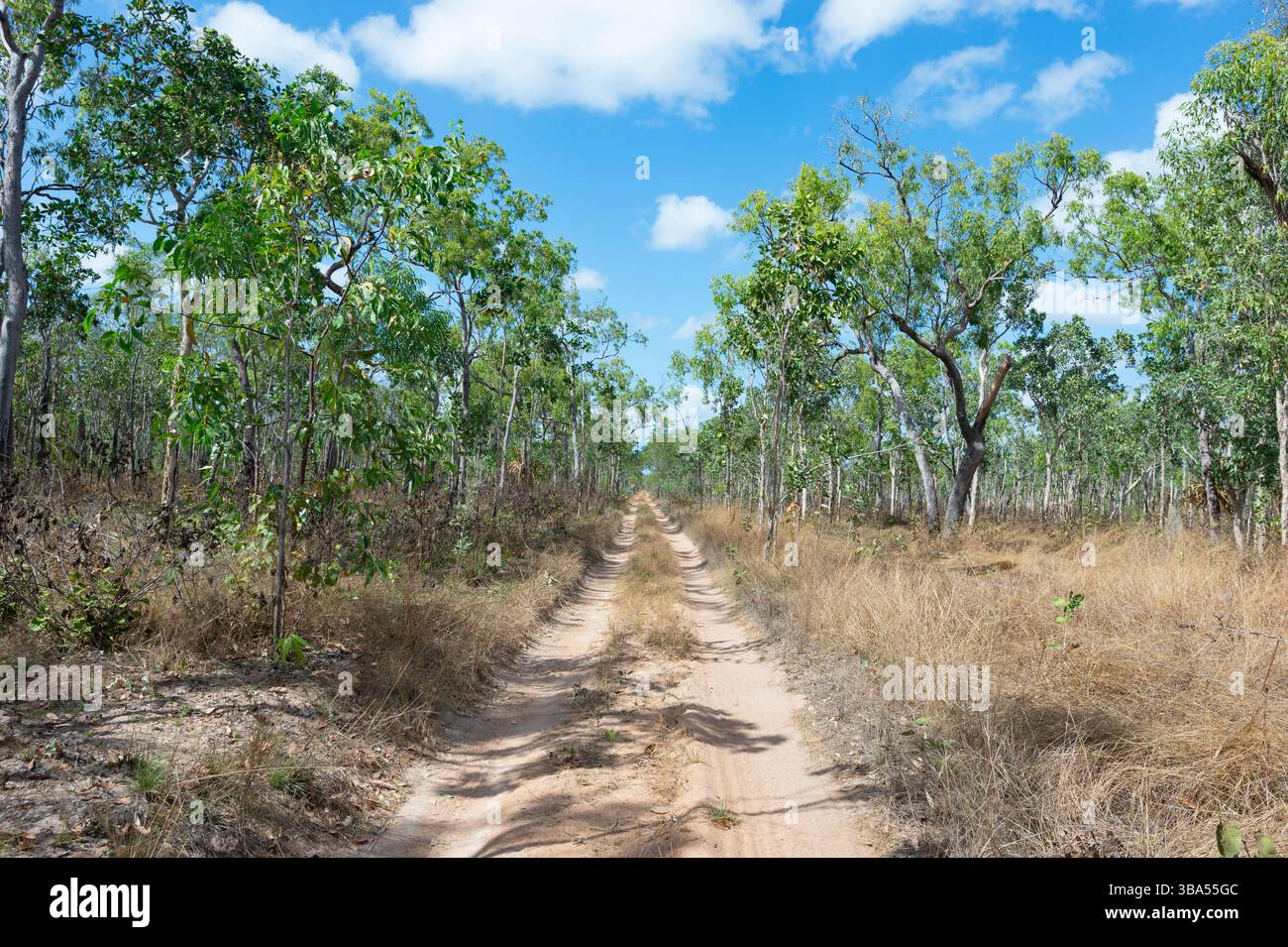 Bush track through the savannah, Lakefield National Park, Rinyirru ...