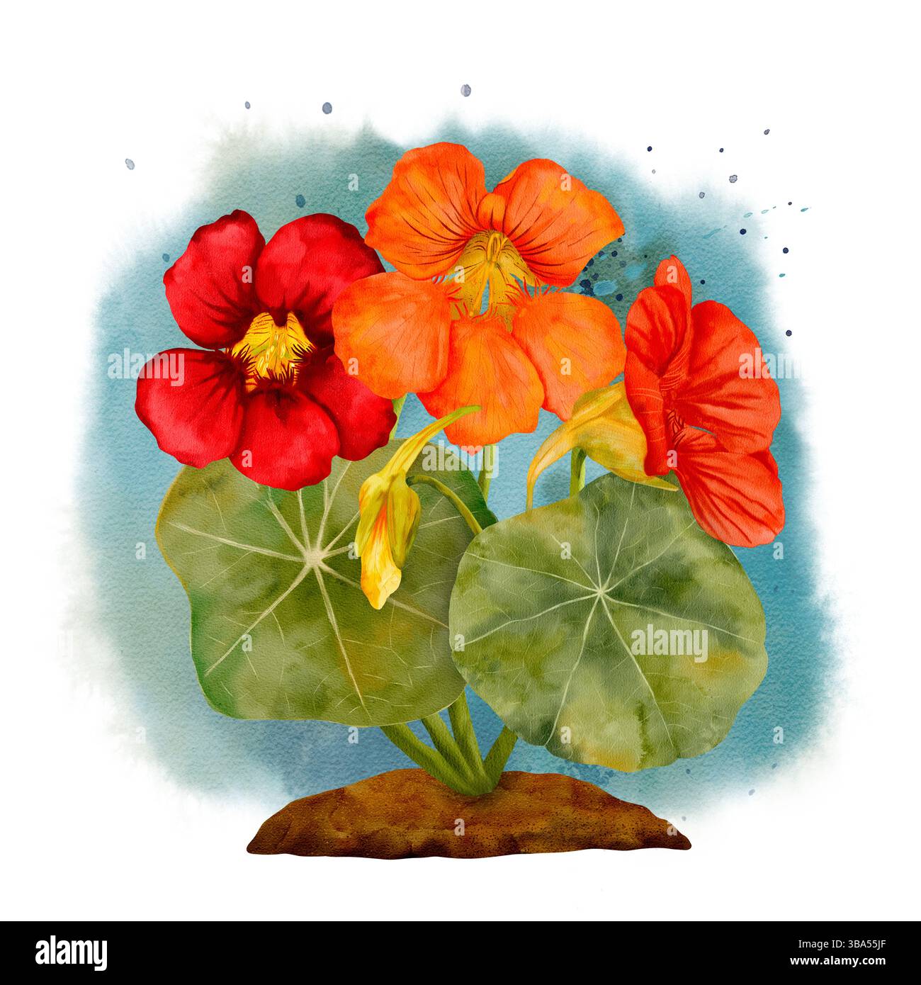 Vivid display bright red Cut Out Stock Images & Pictures - Alamy