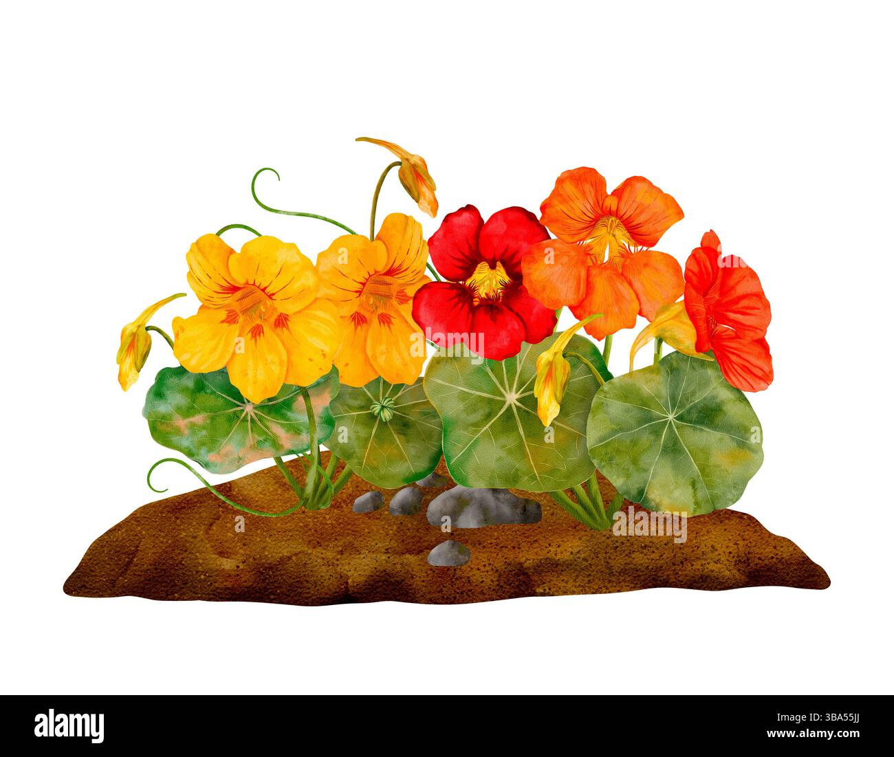 Showcasing delicate shades Cut Out Stock Images & Pictures - Alamy