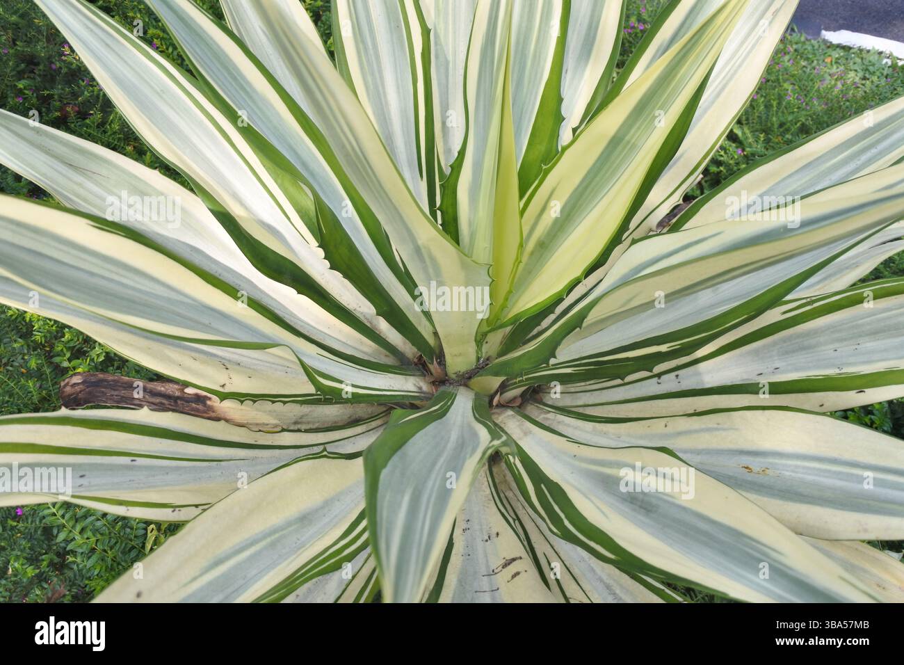 Dragon tongue flower leaves, there are various types and types of this ...
