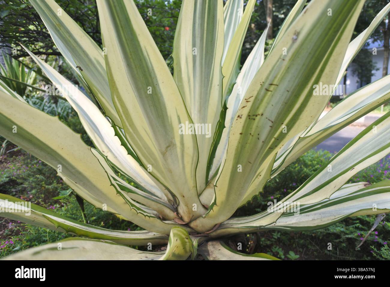 Dragon tongue flower leaves, there are various types and types of this ...
