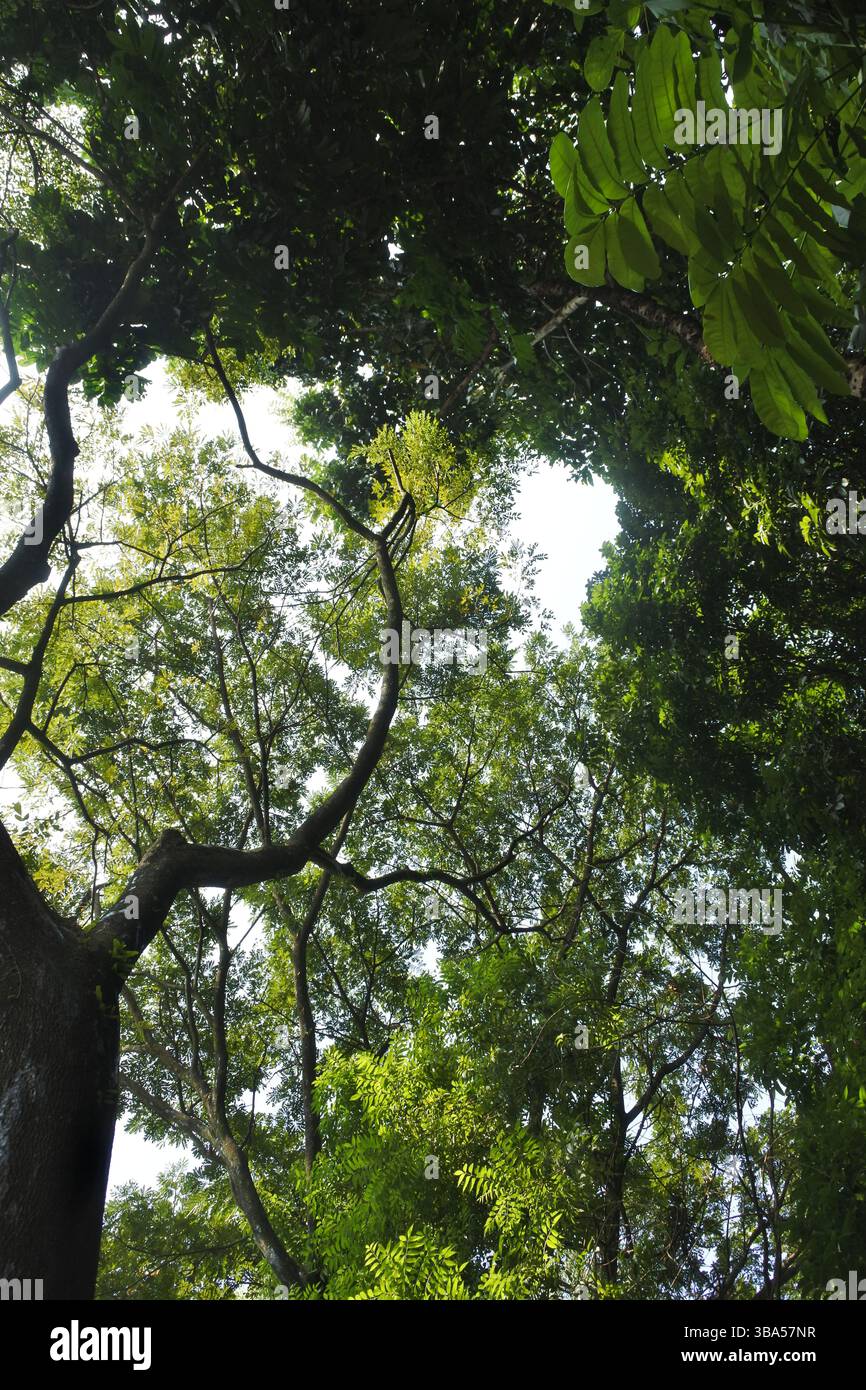 The tops of the banyan trees adorn the blue sky, making this object ...