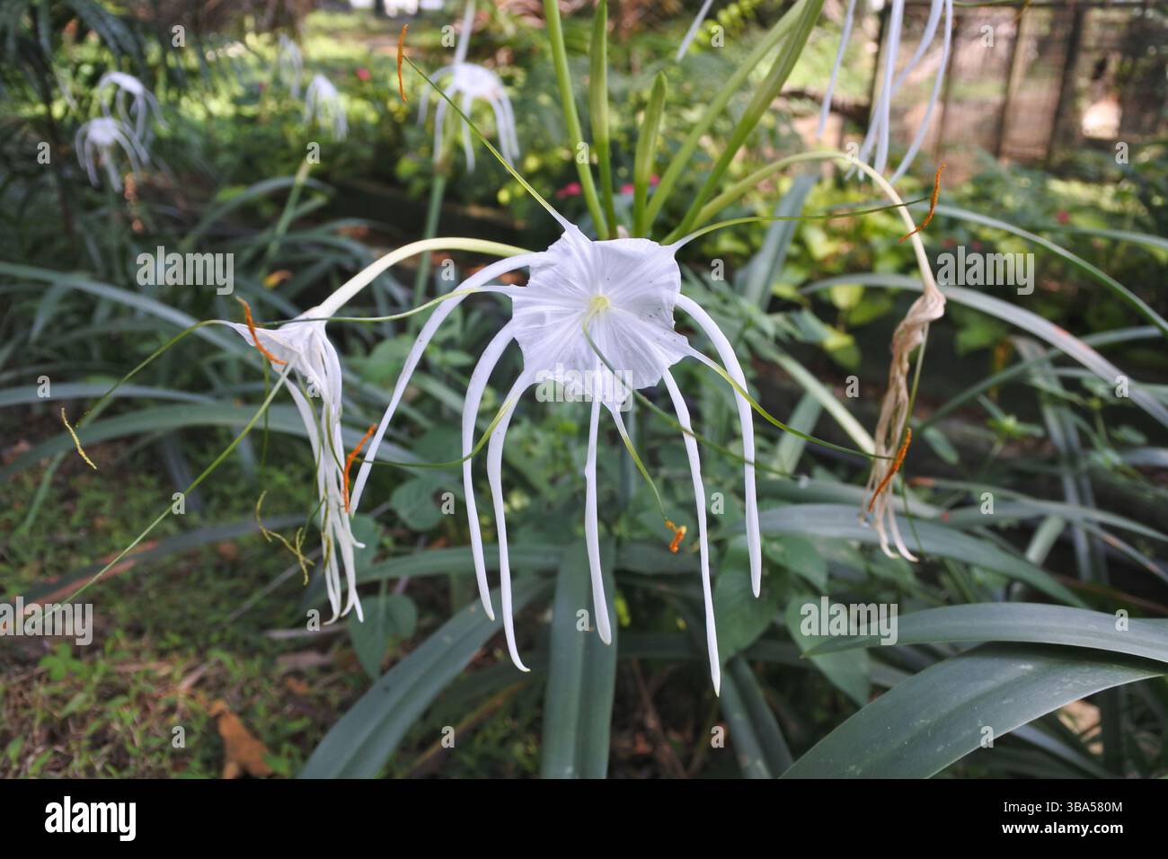Spider lily flowers, these lilies are very unique in shape, they have a ...