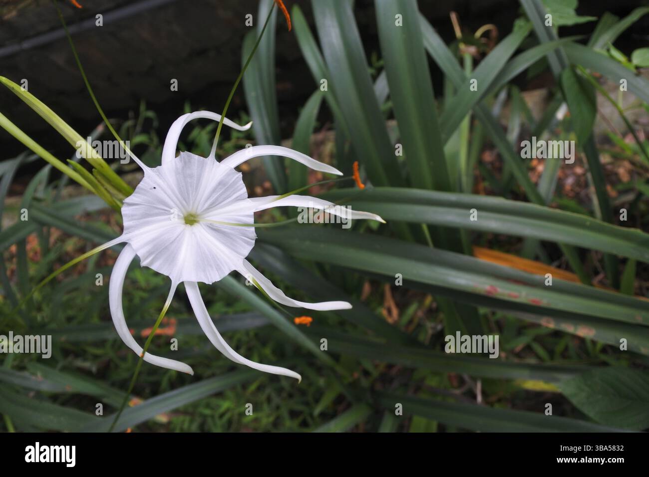 Spider lily flowers, these lilies are very unique in shape, they have a ...