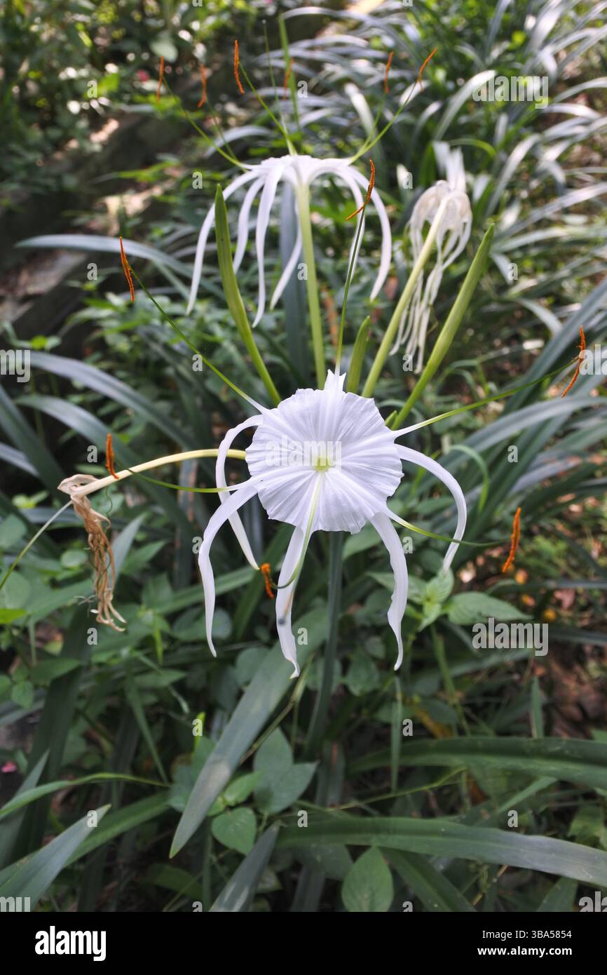 Spider lily flowers, these lilies are very unique in shape, they have a ...