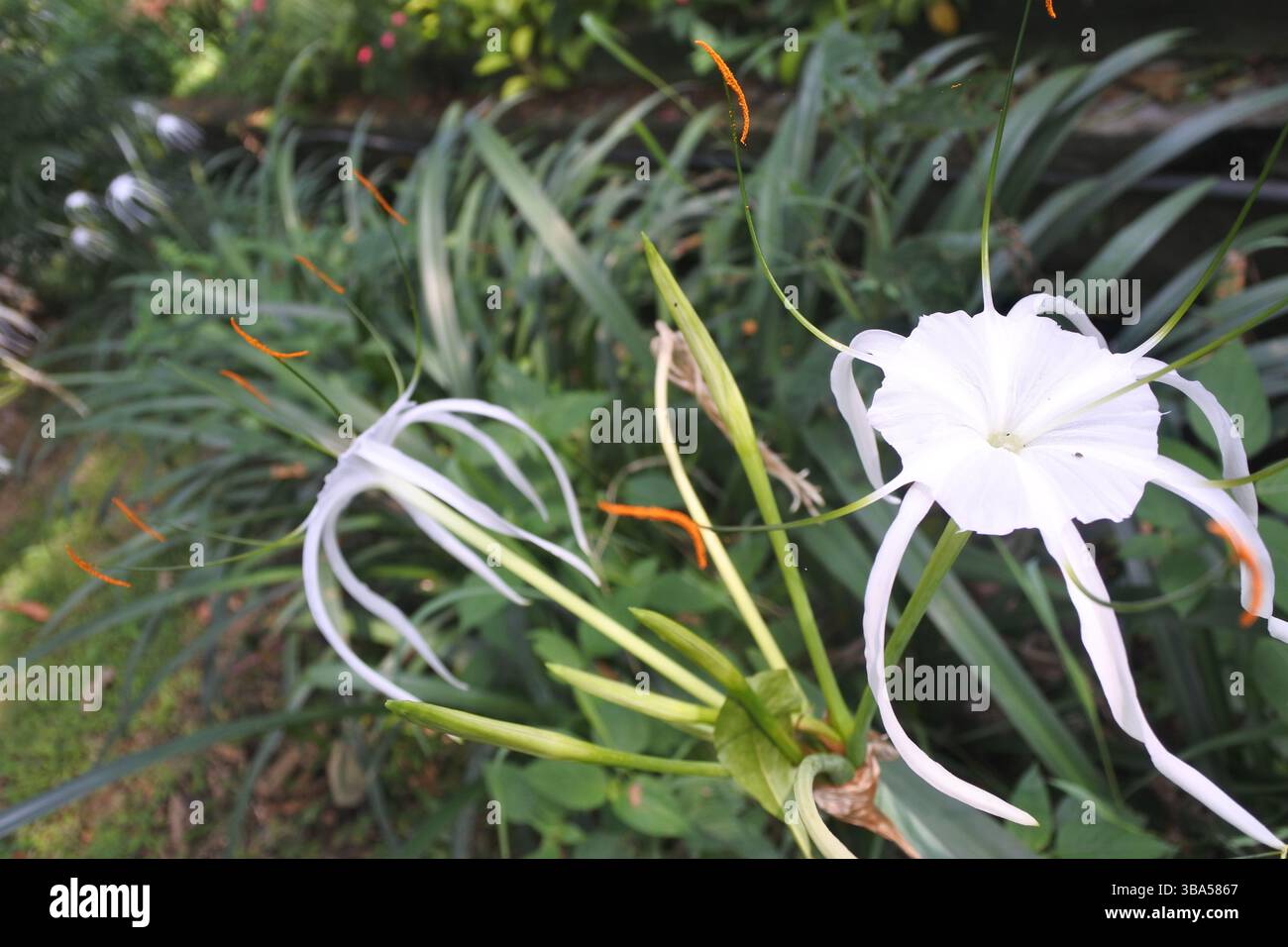 Spider lily flowers, these lilies are very unique in shape, they have a ...