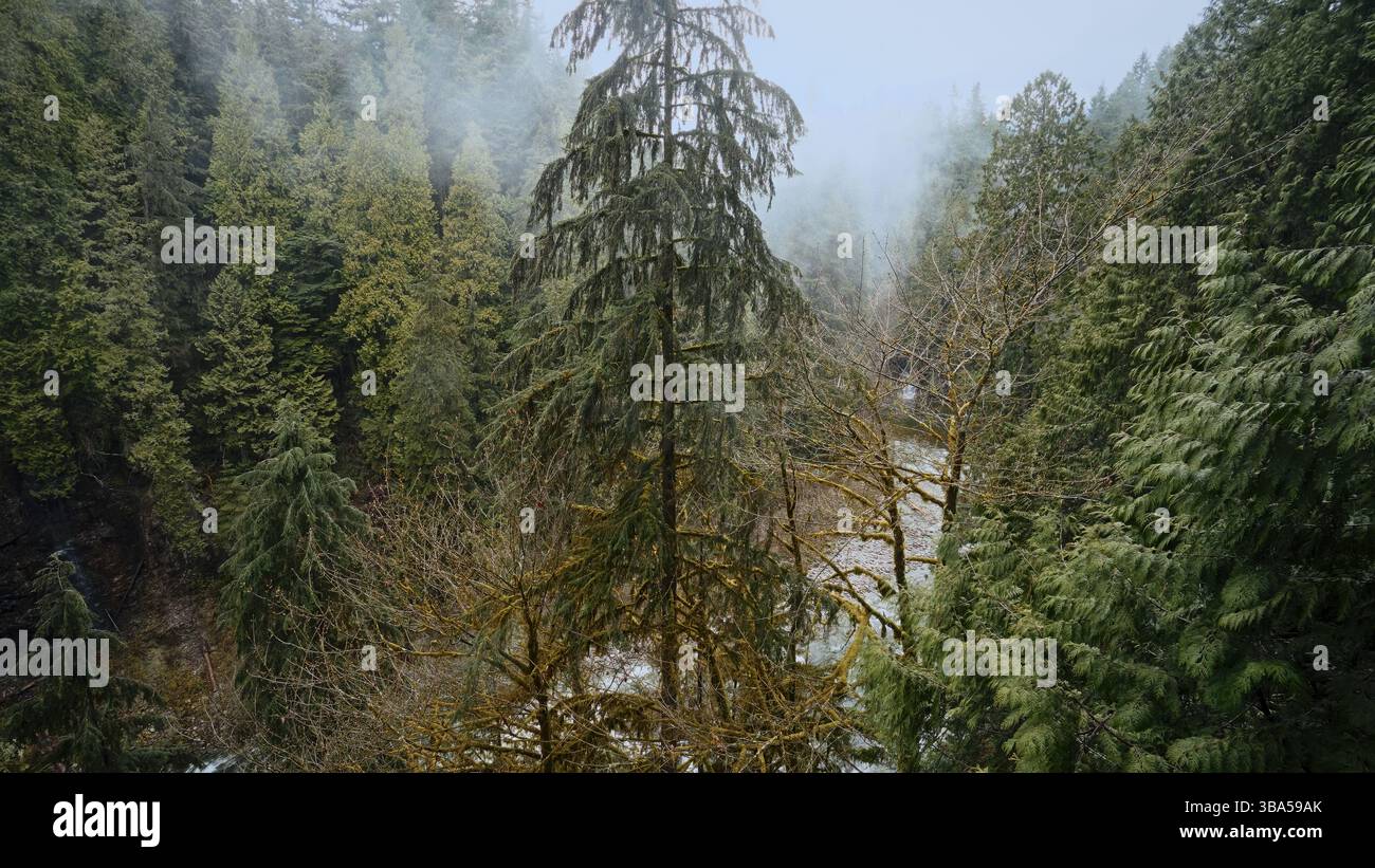 Fog rolling through a dense temperate rainforest in the pacific ...