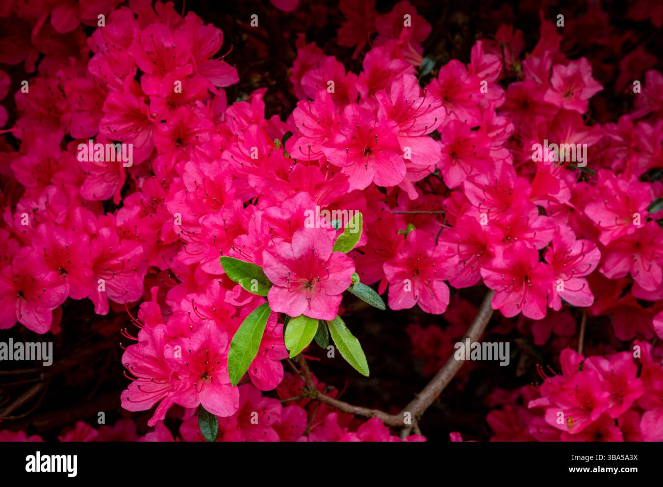 Azalea bush hi-res stock photography and images - Alamy