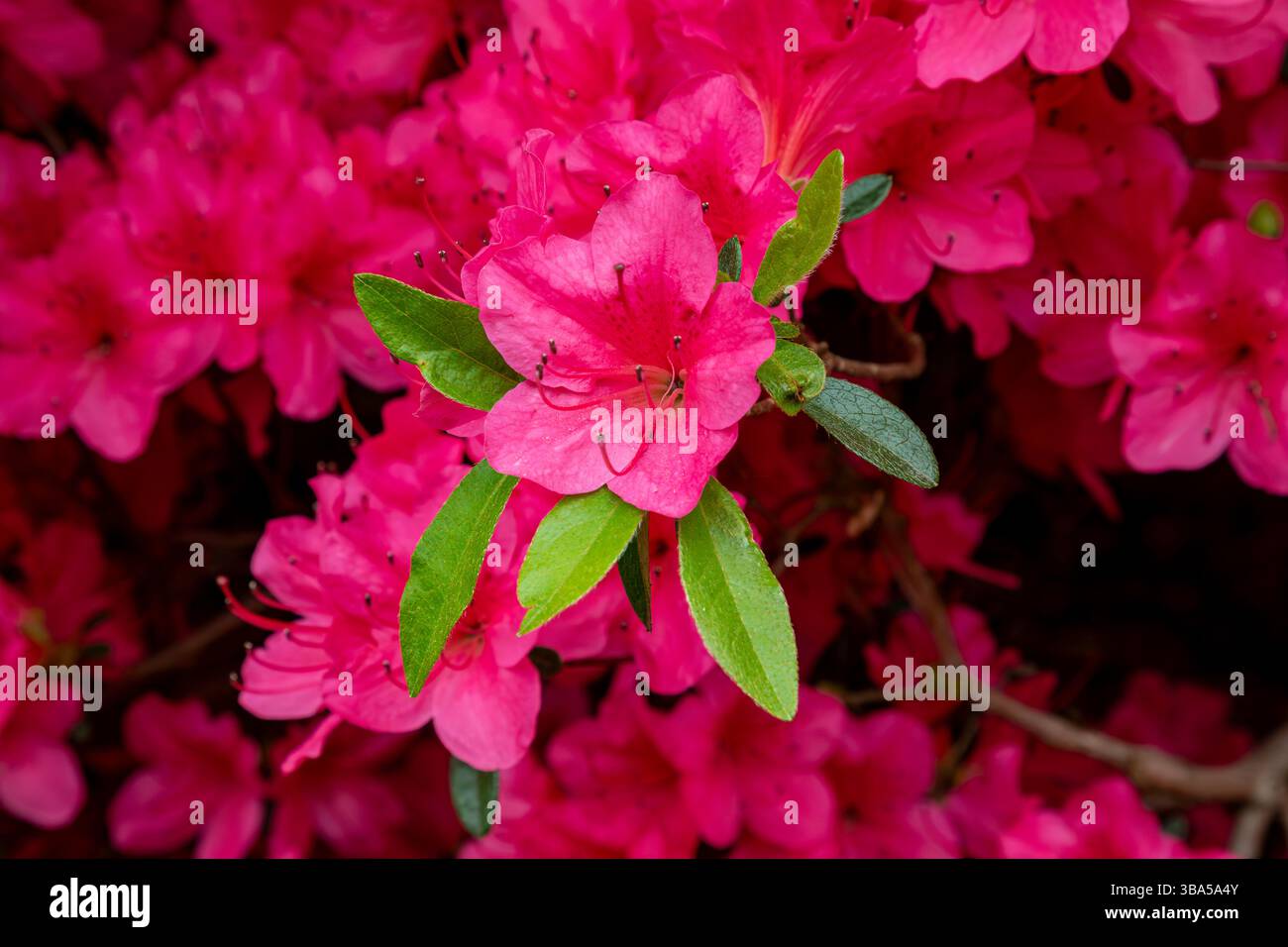 Azalea bush hi-res stock photography and images - Alamy