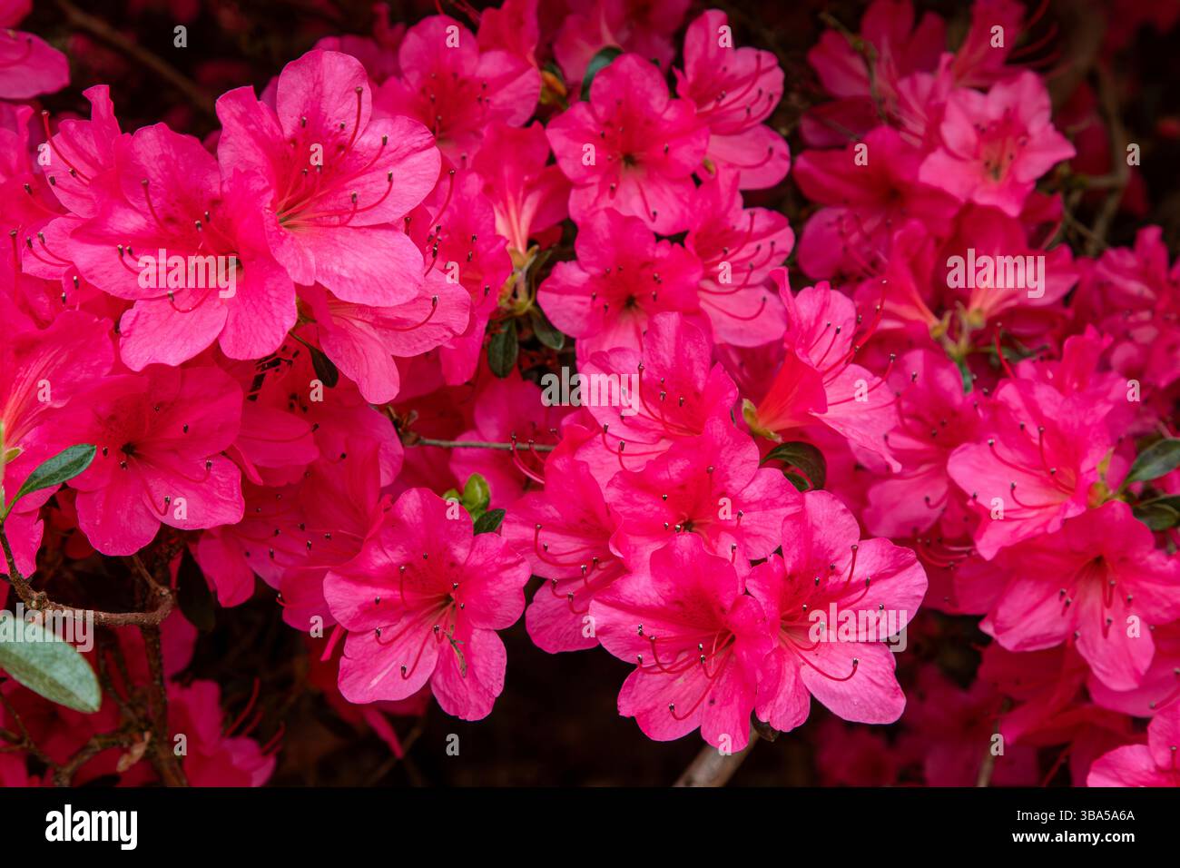 Azalea bush hi-res stock photography and images - Alamy