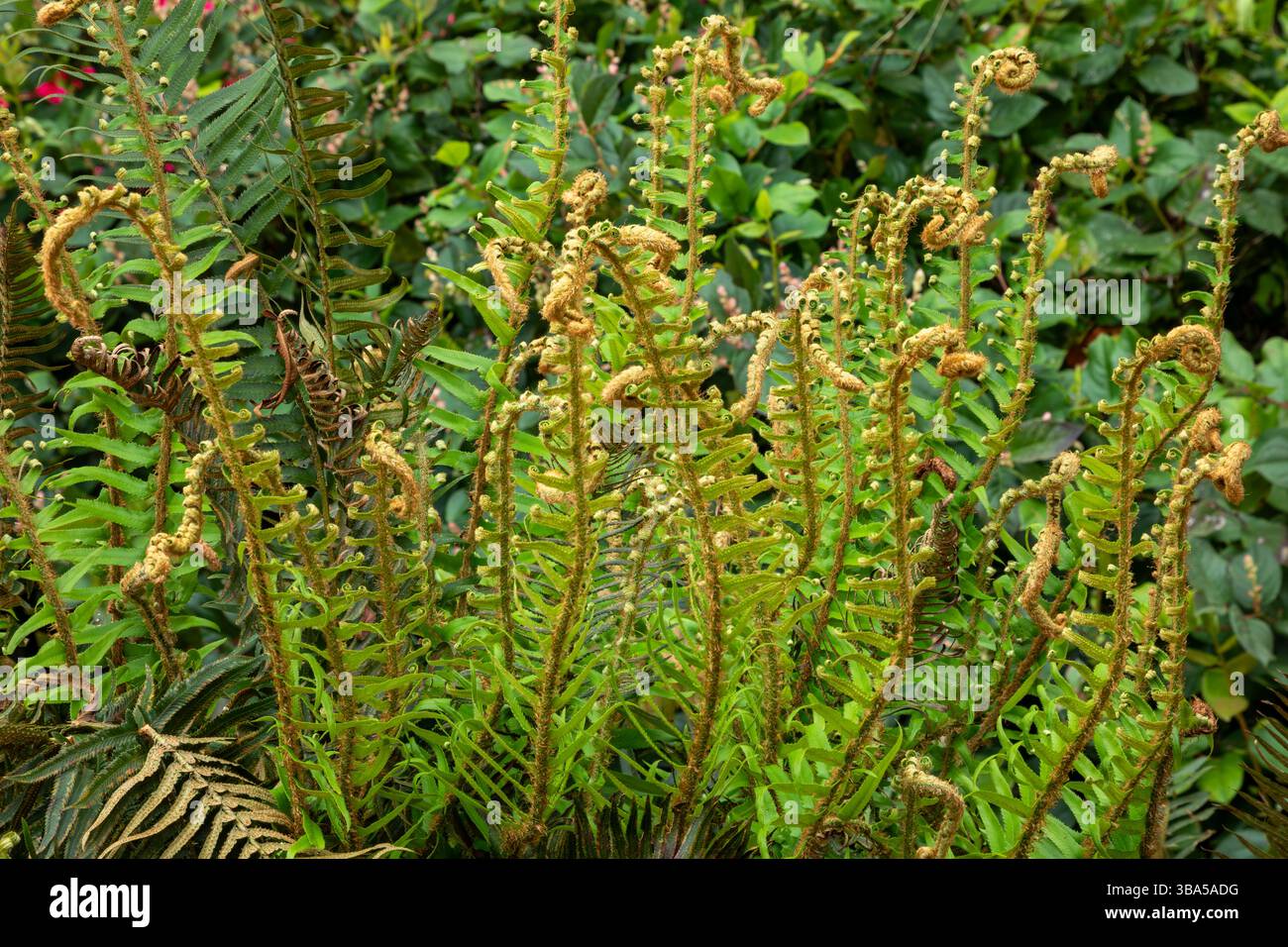 WA28414-00...WASHIINGTON - The new fronds of the Western Sword Fern ...