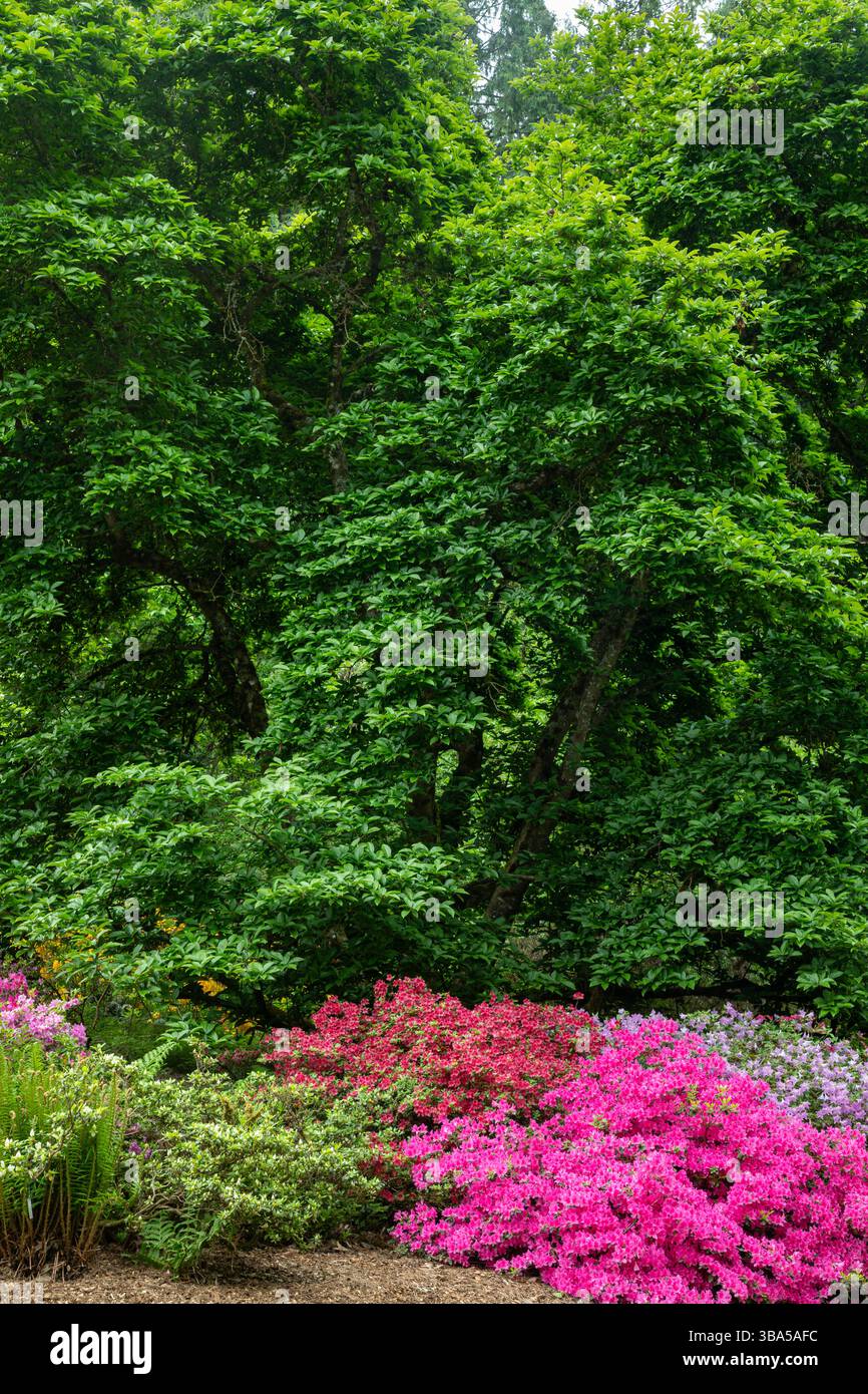 WA28417-00...WASHINGTON - Colorful azaleas below a forest of green at ...