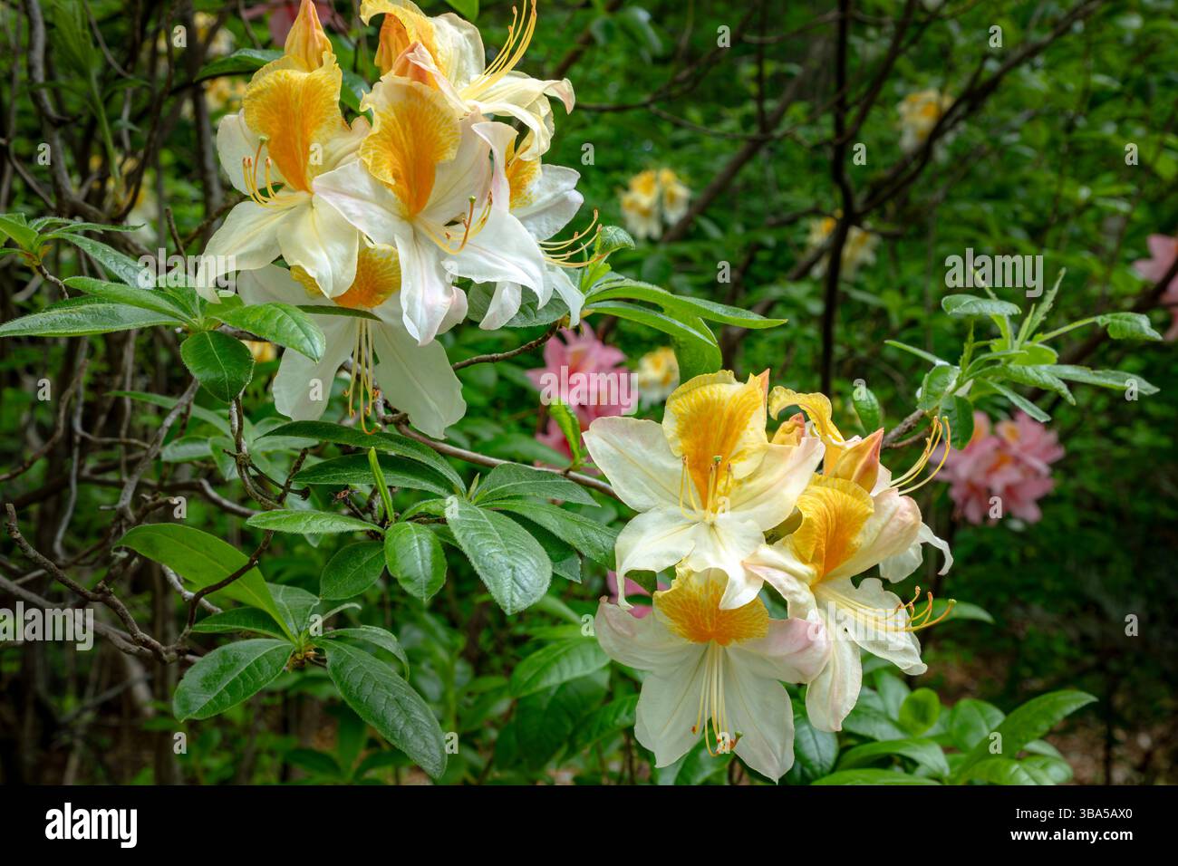 White pink rhododendron yellow center hi-res stock photography and ...