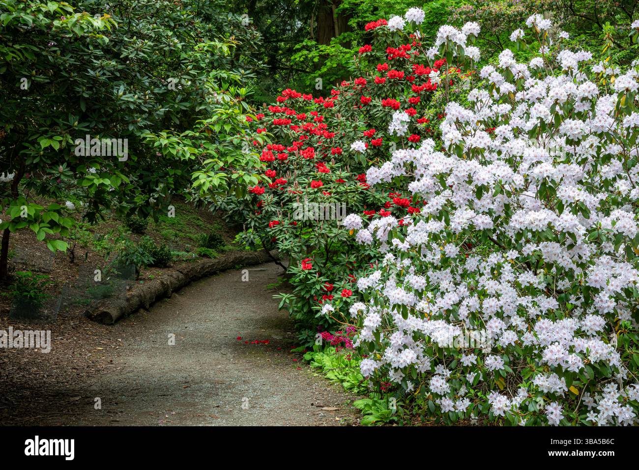 Older rhodendrons hi-res stock photography and images - Alamy