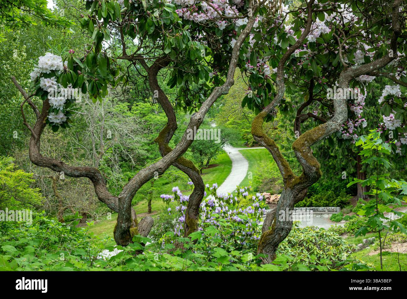 WA28433-00...WASHINGTON - Rhododendron bushes above the main path ...