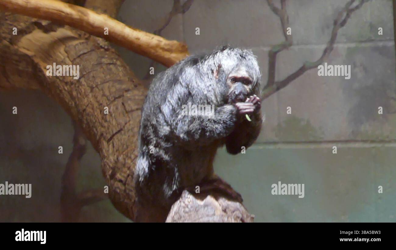 Los Angeles, California, USA 9th May 2025 White-faced Saki Monkey at LA ...