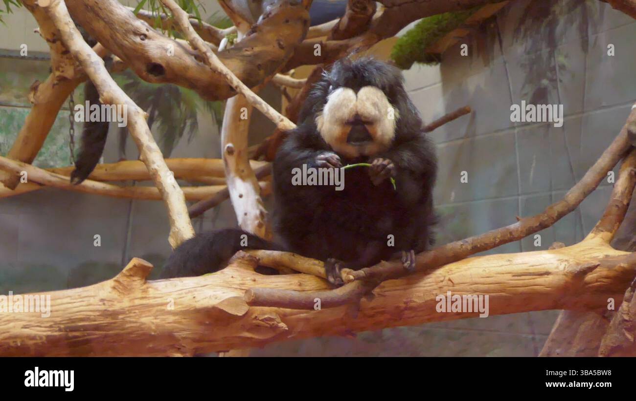 Los Angeles, California, USA 9th May 2025 White-faced Saki Monkey at LA ...