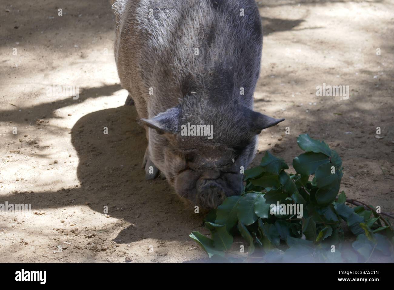 Los Angeles, California, USA 9th May 2025 Vietnamese Pot Bellied Pig ...