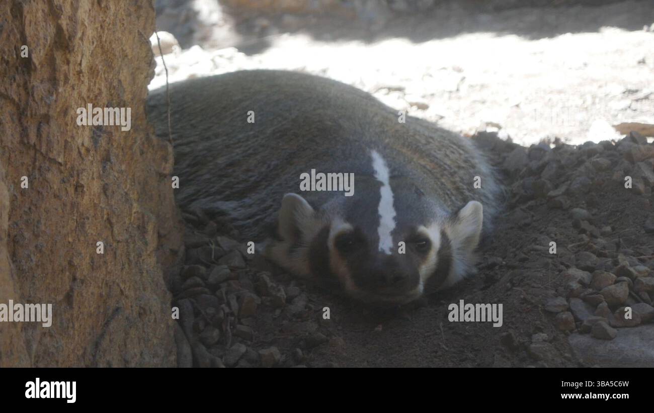 Los Angeles, California, USA 9th May 2025 American Badger Remy at LA ...