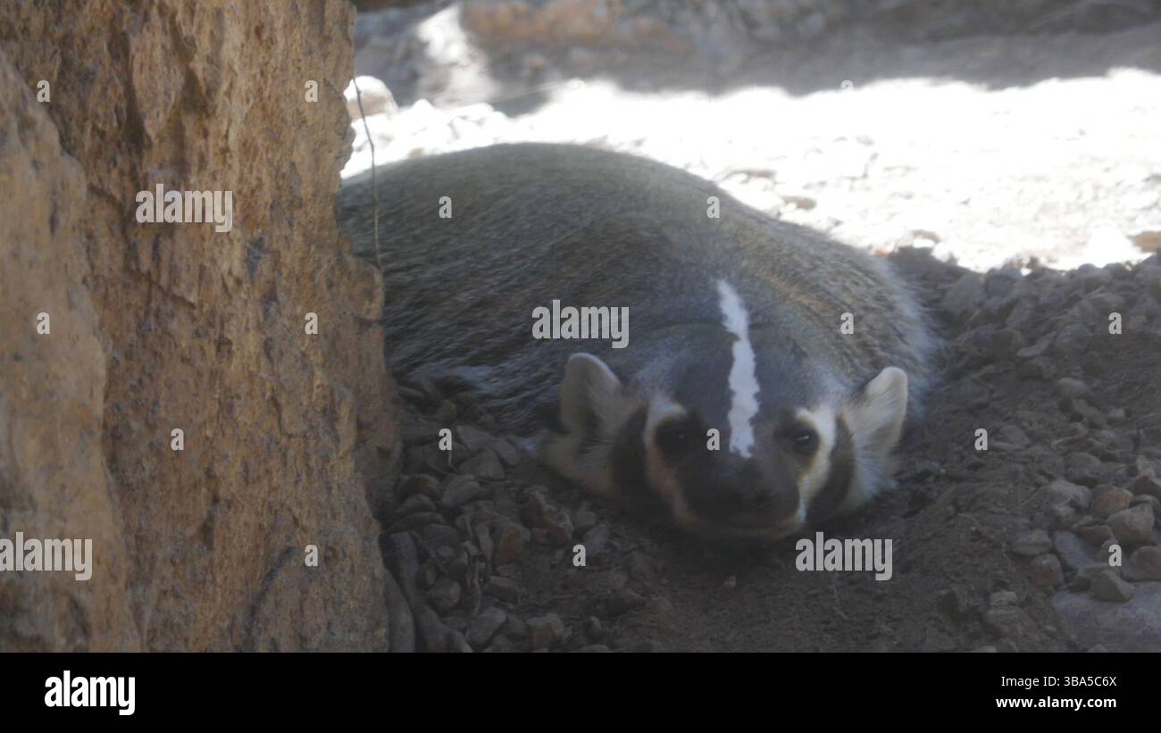 Los Angeles, California, USA 9th May 2025 American Badger Remy at LA ...